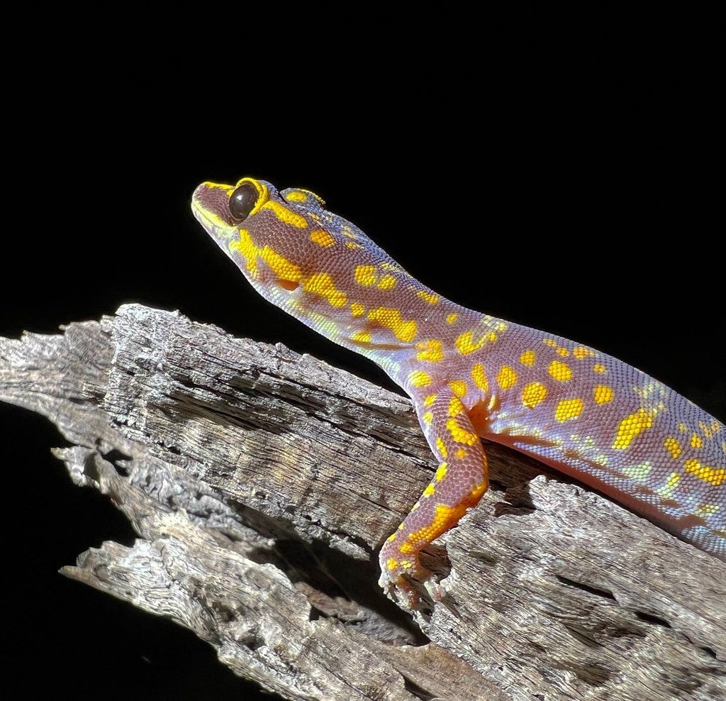 Northern Marbled Velvet Gecko from Litchfield National Park, Litchfield ...