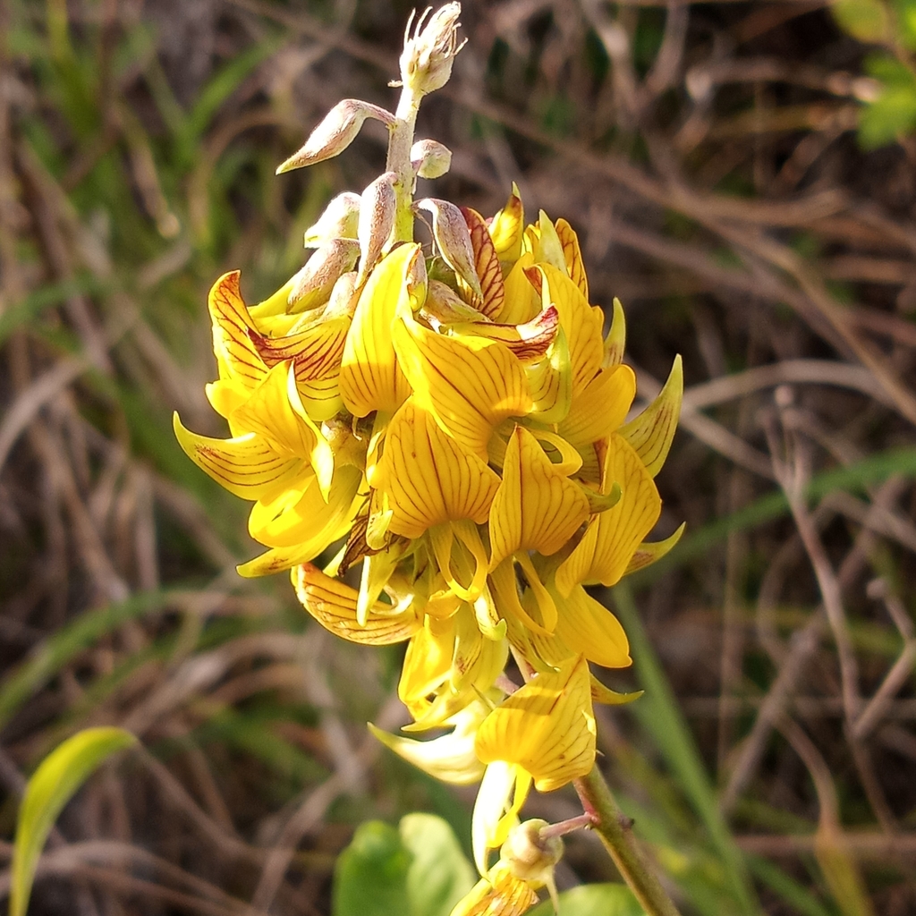 Smooth Crotalaria from Brevard County, US-FL, US on January 21, 2024 at ...