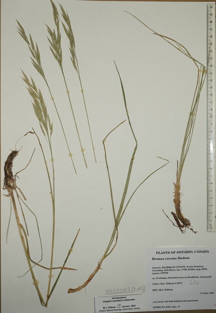 Upright Brome from Canada, Ontario, WATERLOO County, Nith River, Ayr ...