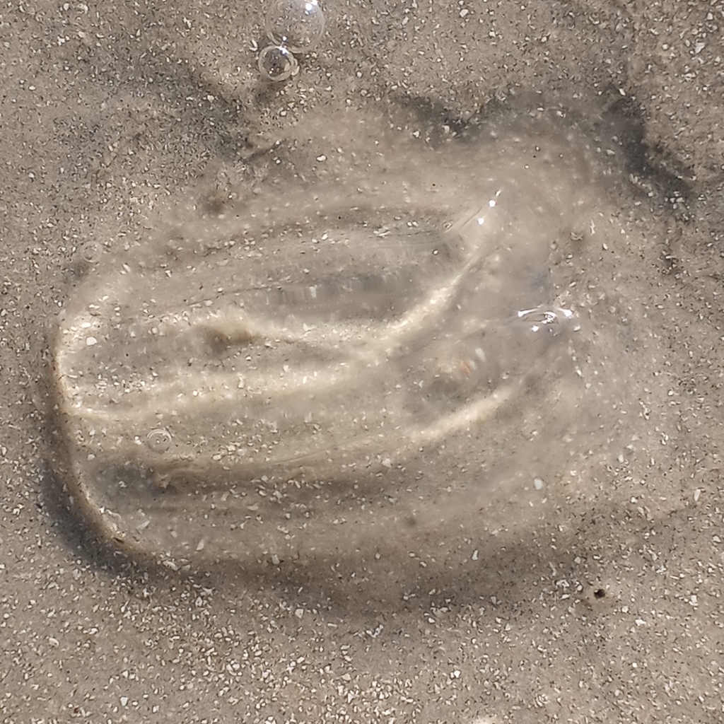 Sea Walnut from Brevard County, FL, USA on January 21, 2024 at 03:47 PM ...