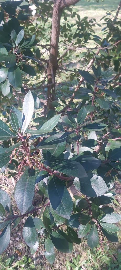strawberry tree from rua general humberto delgado (z.i.), 7400-258 ...