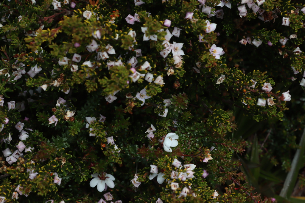 Boronia citriodora citriodora from Lake Belcher Track, Mount Field ...