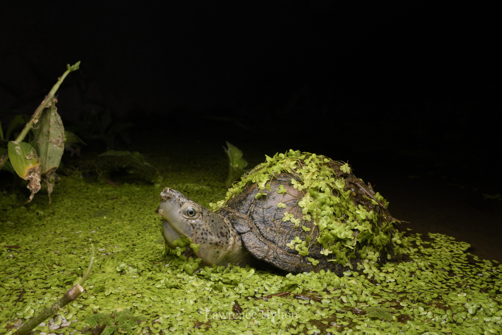 Razor-backed Musk Turtle in January 2024 by Lawrence Hylton · iNaturalist