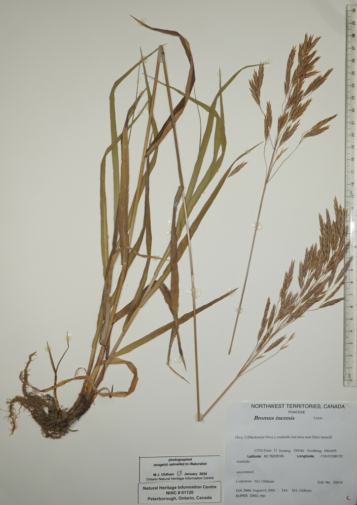 Smooth Brome from Canada, Northwest Territories, Hwy. 3 (Frontier Trail ...