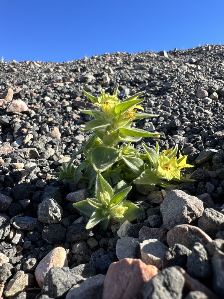 golden desert-snapdragon from Death Valley National Park, Death Valley ...