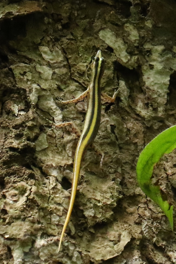 Yellow-striped Slender Tree Skink from Makiling Botanical Gardens ...