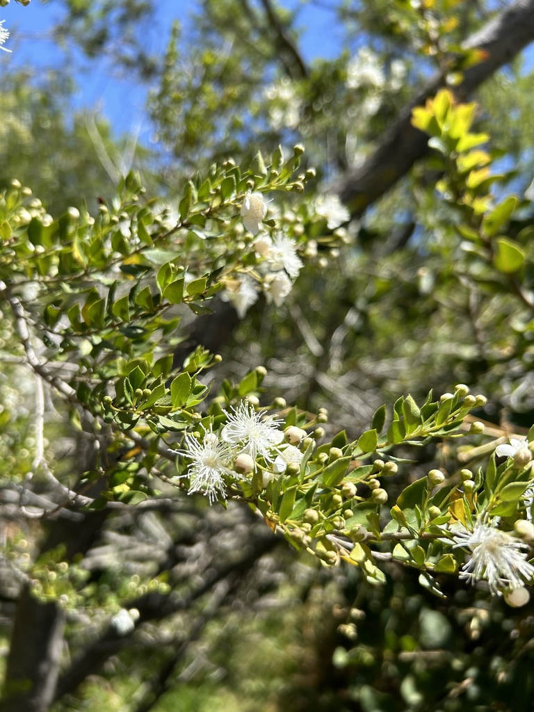 white Chilean myrtle from Reserva Nacional Lago Peñuelas, Valparaíso ...