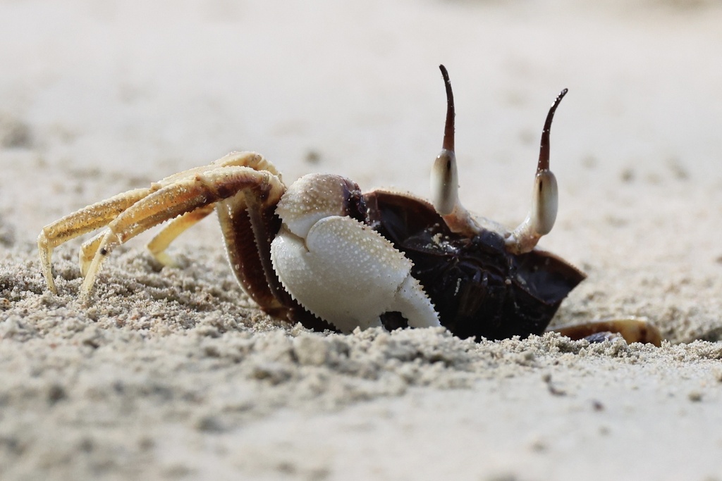 Horned Ghost Crab from Ko Pu, Nuea Khlong, Krabi, TH on January 13 ...