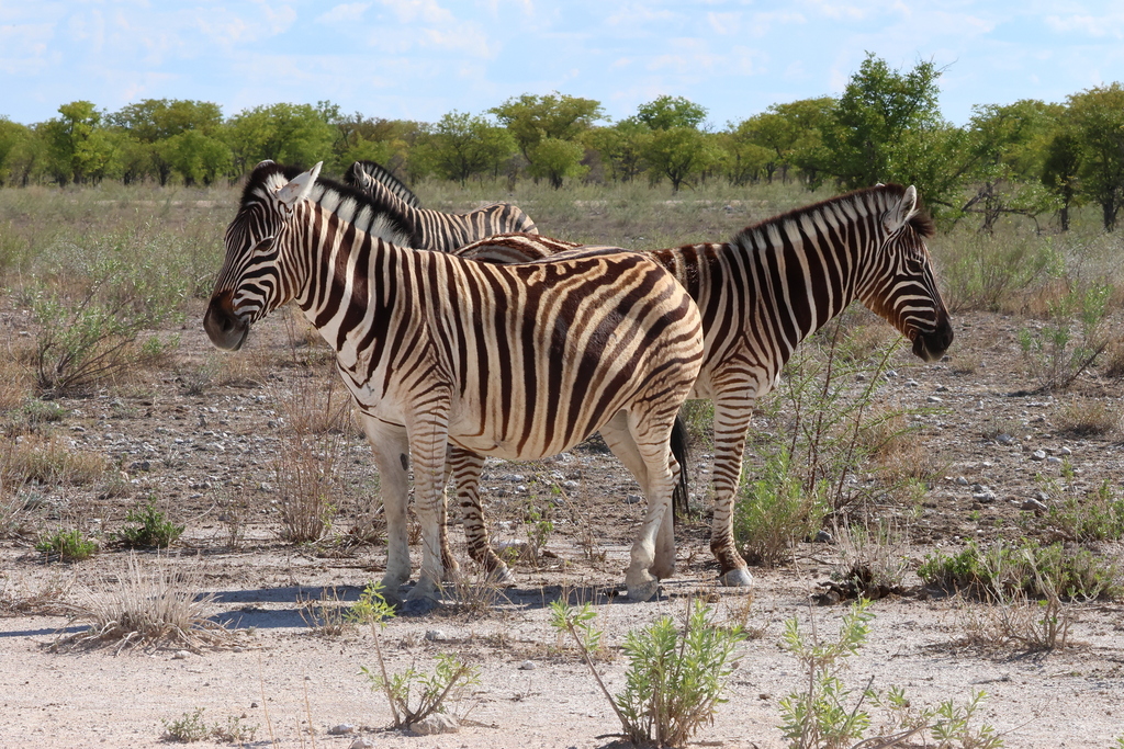 Burchell's Zebra in January 2024 by Dr. Thomas Dörner · iNaturalist