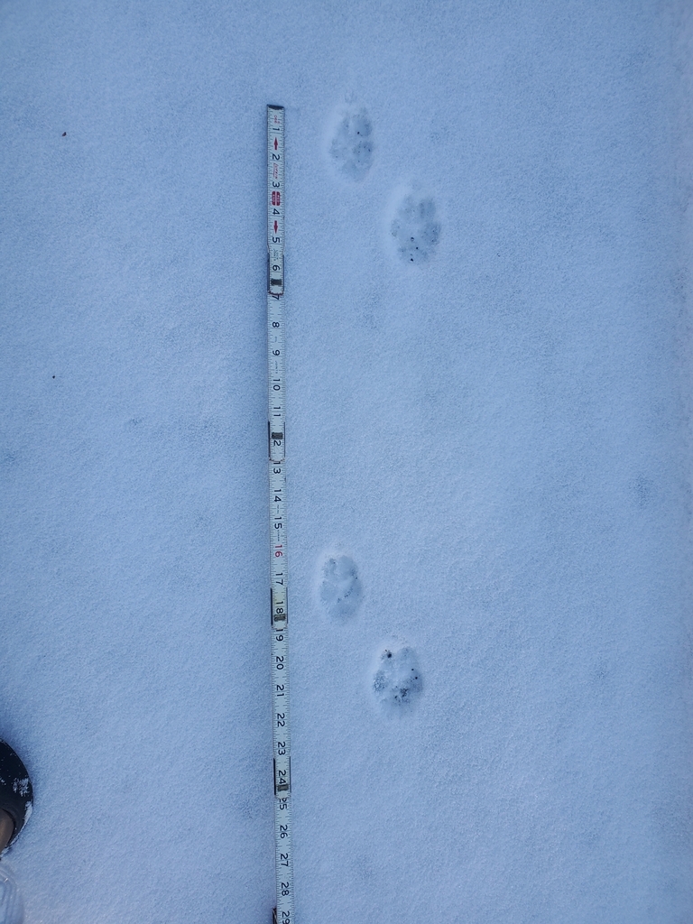 Red Fox from Park Village Brandon, Brandon, VT 05733, USA on January 22 ...