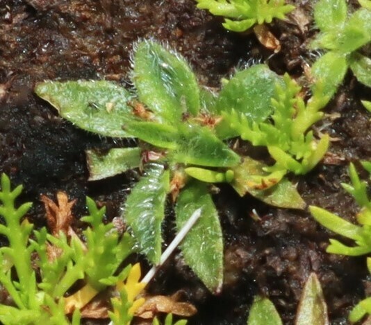 plantains from Lake Belcher Track, Mount Field, Tasmania on January 4 ...
