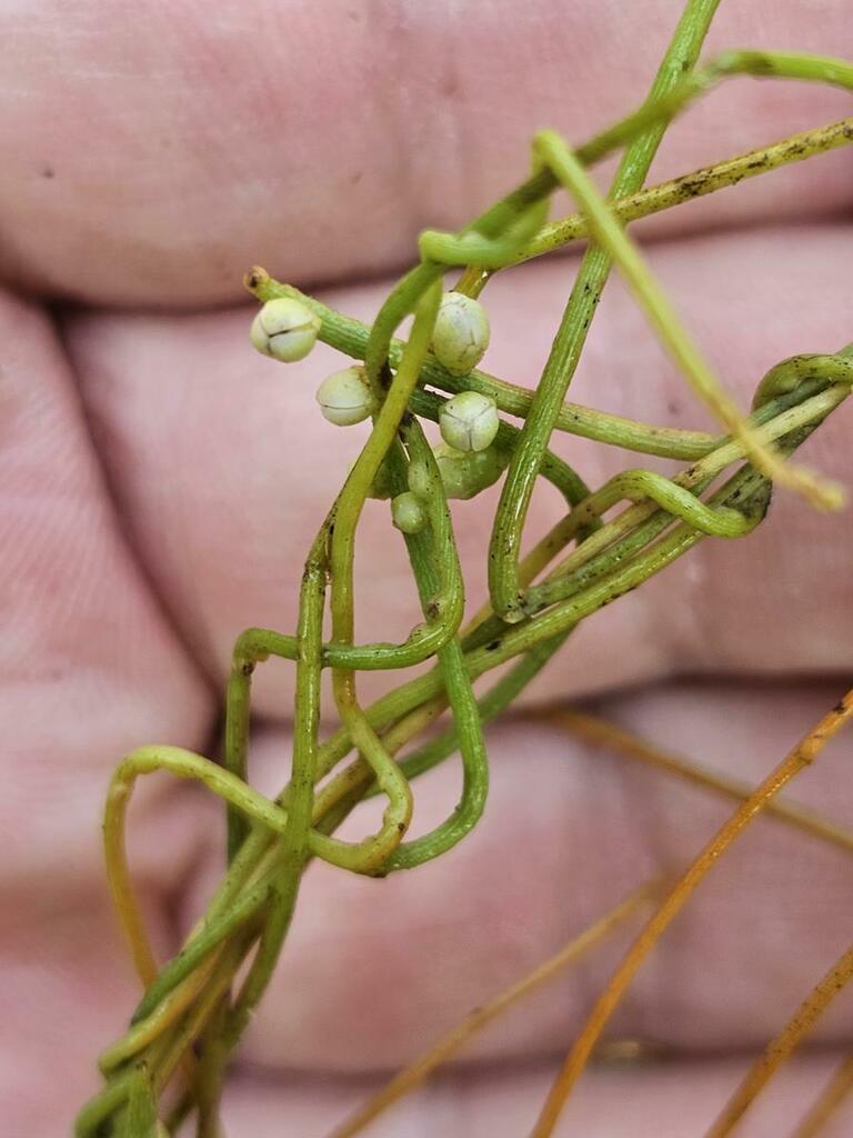 laurel dodder in January 2024 by Rob Palmer · iNaturalist