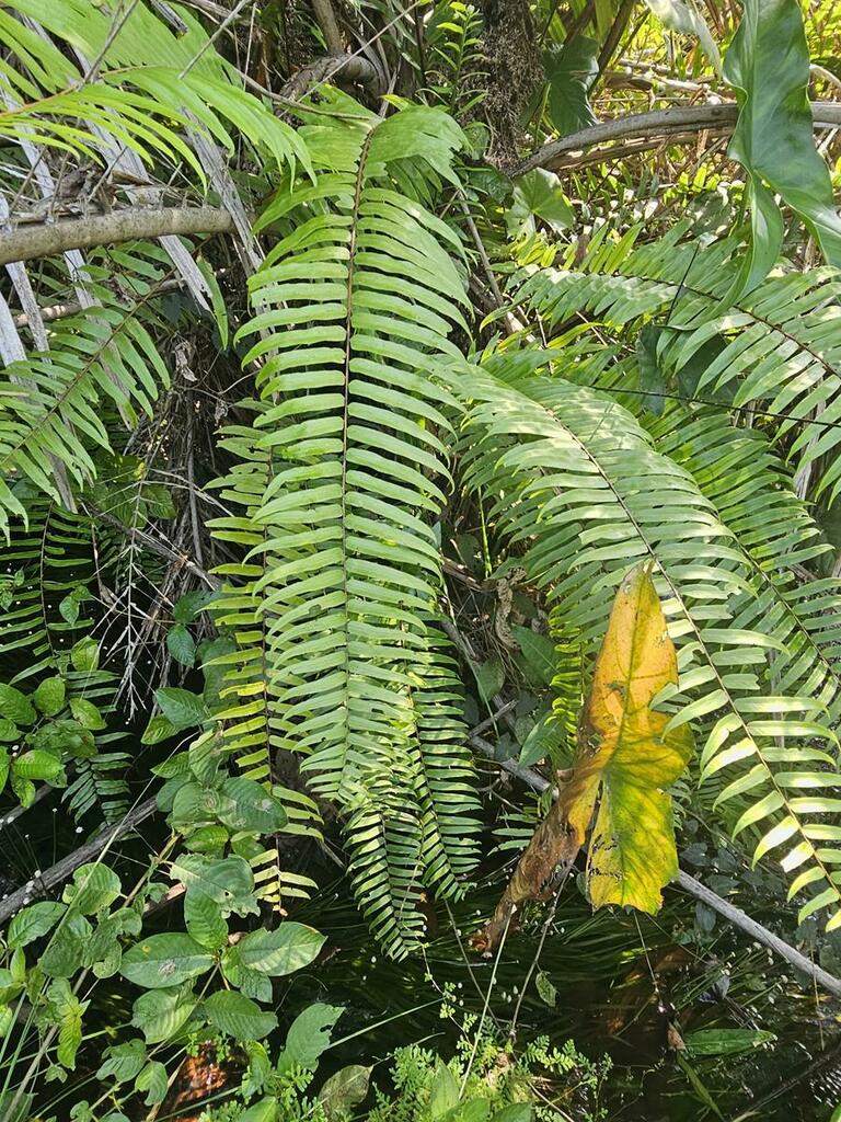 Broad Sword Fern in January 2024 by Rob Palmer · iNaturalist
