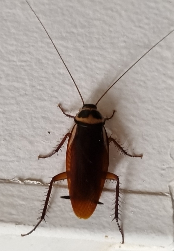 Australian Cockroach from Sadliers Crossing QLD 4305, Australia on ...