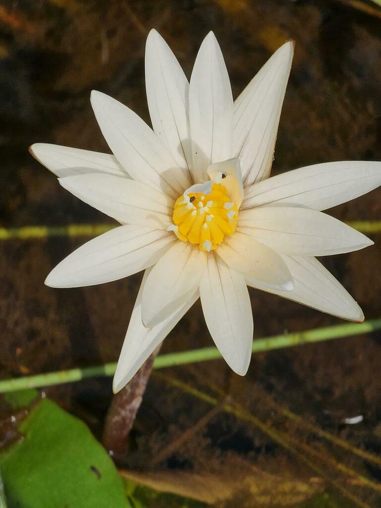 Nymphaea maculata in January 2024 by Rob Palmer · iNaturalist