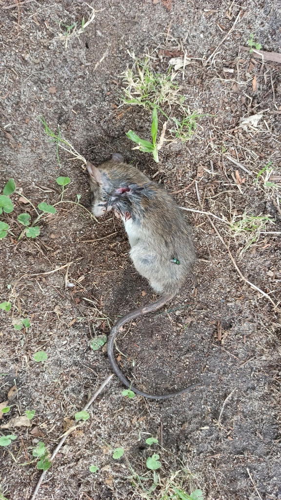 Old World Rats from Real de San Carlos, Col. del Sacramento ...