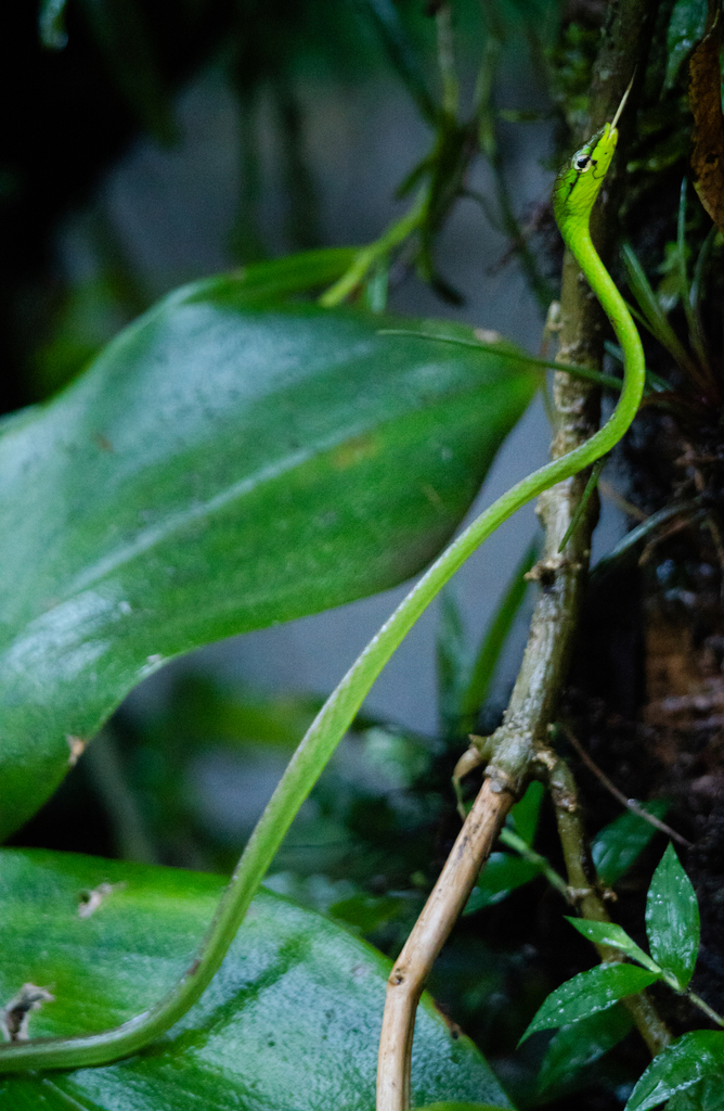 Cope's Vine Snake from Arenal Observatory Lodge, Provincia de Alajuela ...