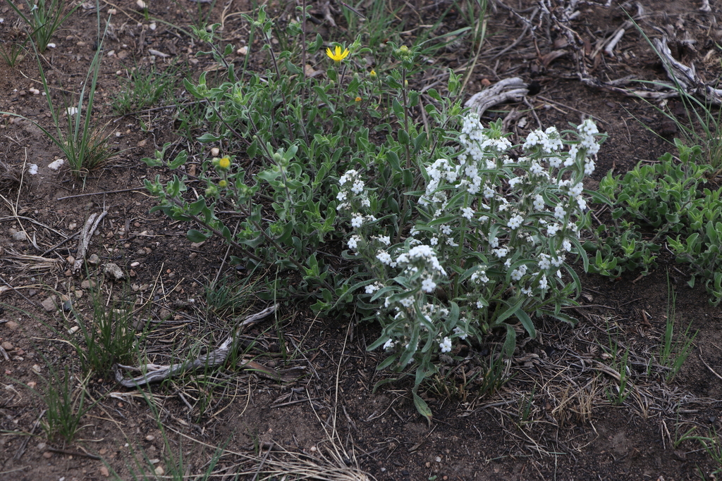 Miner's Candle from Albany County, WY, USA on July 17, 2021 at 02:35 PM ...