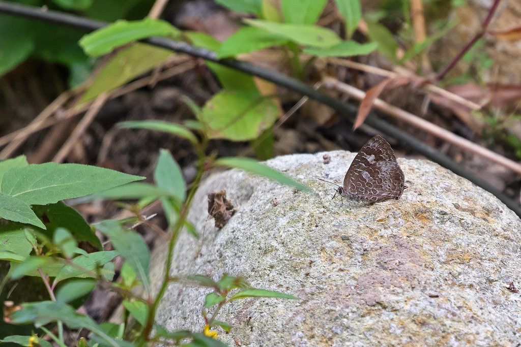 Burmese Bushblue from 香港汀角 on January 21, 2024 at 11:54 AM by Stephen ...