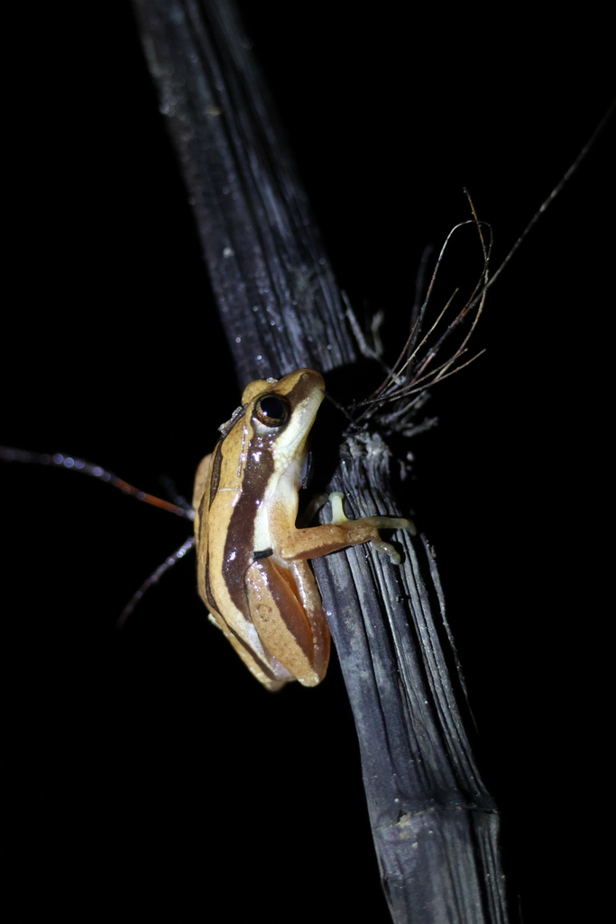 De Witte's Spiny Reed Frog from Mwomboshi, Zambia on December 15, 2023 ...