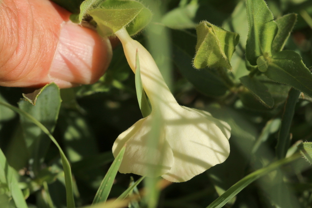 Natal Primrose from Wonderboom, Pretoria, 0182, South Africa on January ...