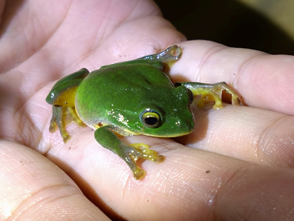 Taipei Green Tree Frog in January 2024 by Benny Wu · iNaturalist
