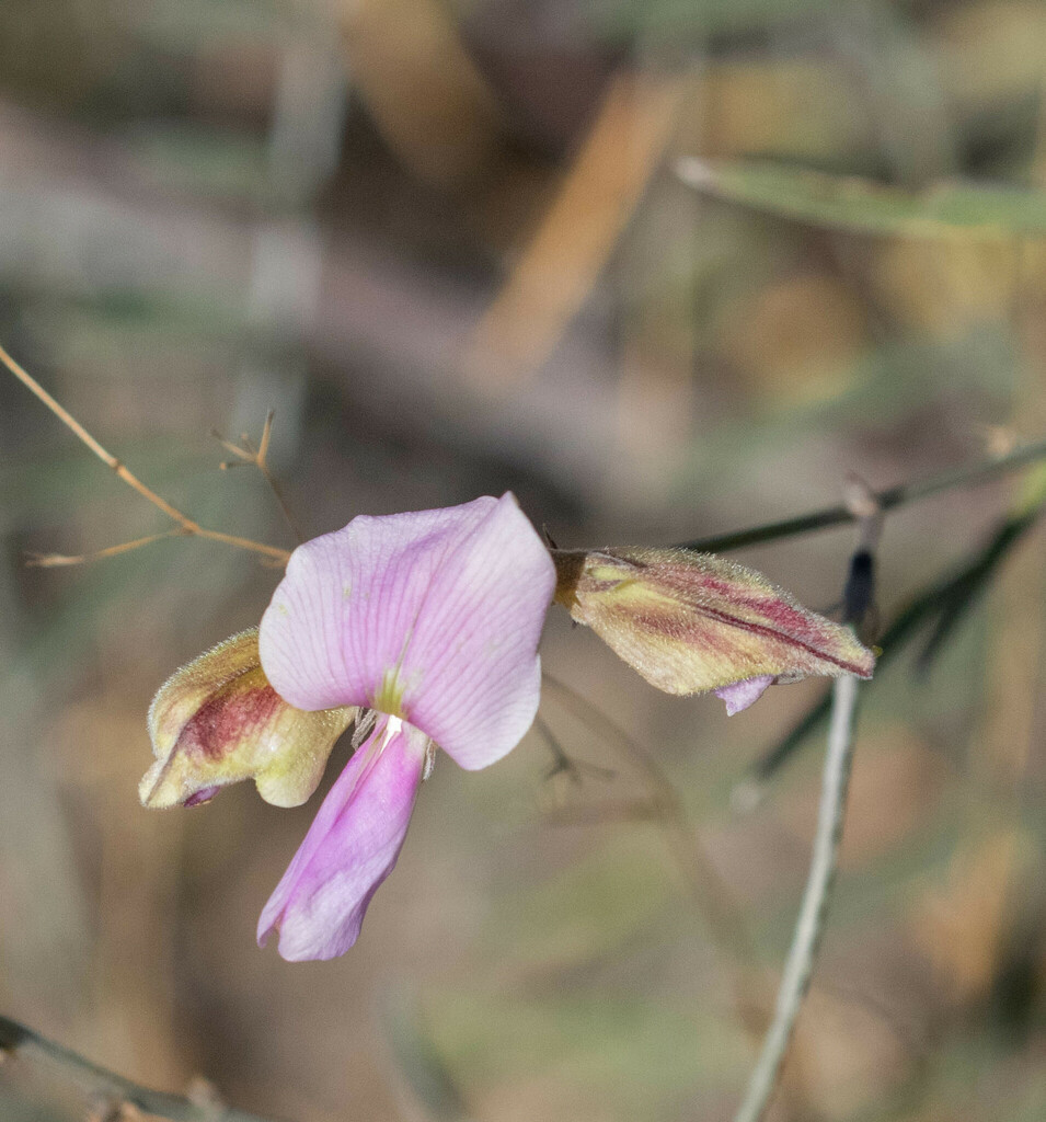 Palmer's Hoary-Pea from La Paz, BCS, Mexico on January 17, 2024 at 01: ...