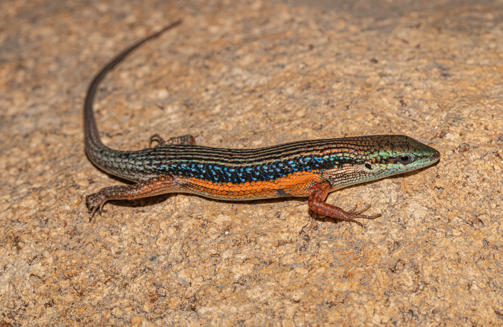Lined Rainbow Skink from Townsville QLD, Australia on January 22, 2024 ...