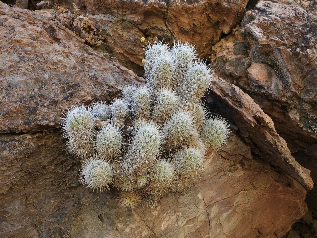 Rat-tail Nipple Cactus from Viesca, Coah., México on January 20, 2024 ...
