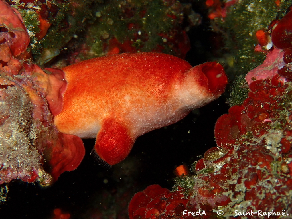 red sea squirt from Var, Provence-Alpes-Côte d'Azur, FR on January 21 ...
