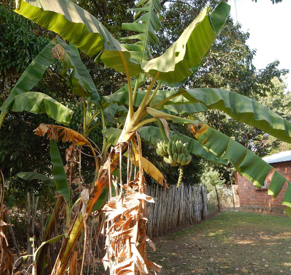 Plantain from Chibombo, Zambie on July 31, 2023 at 02:52 PM by ...