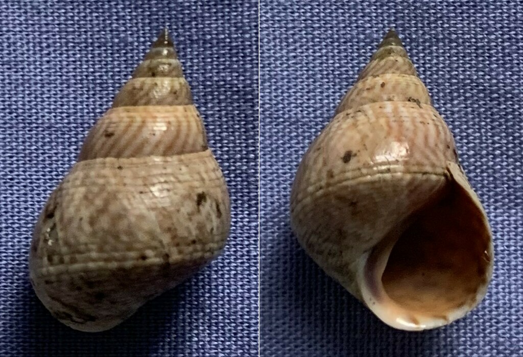 Periwinkle Snails in October 2012 by vrebizant. 17 mm long · iNaturalist