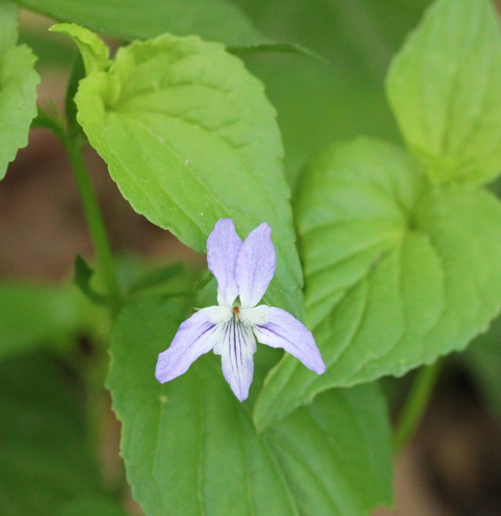 Labrador violet (Viola of the Chicago Region ) · iNaturalist