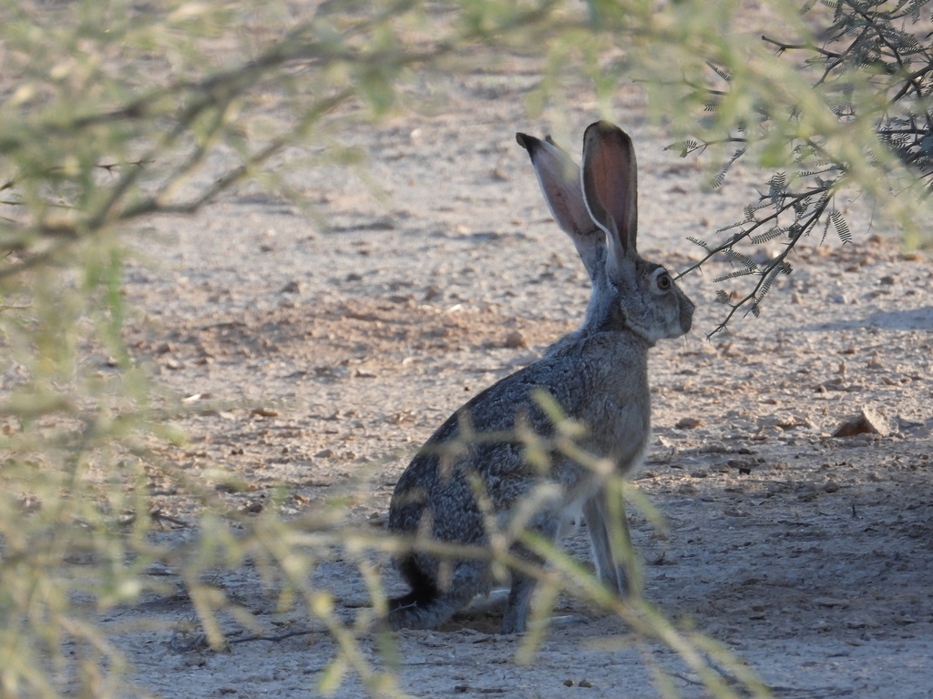 Black-tailed Jackrabbit from Dunas Tlahualilo, Dgo., México on October ...