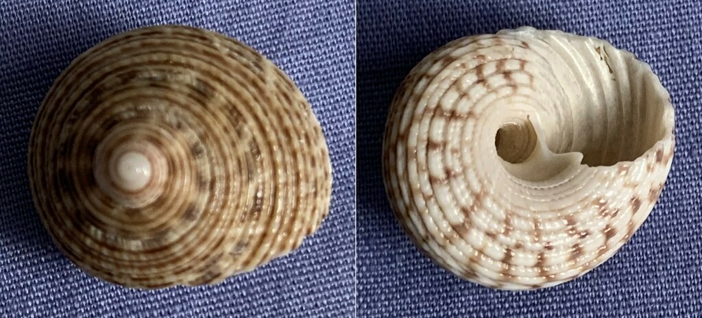 Monilea callifera in February 2013 by vrebizant. 17.5 mm · iNaturalist