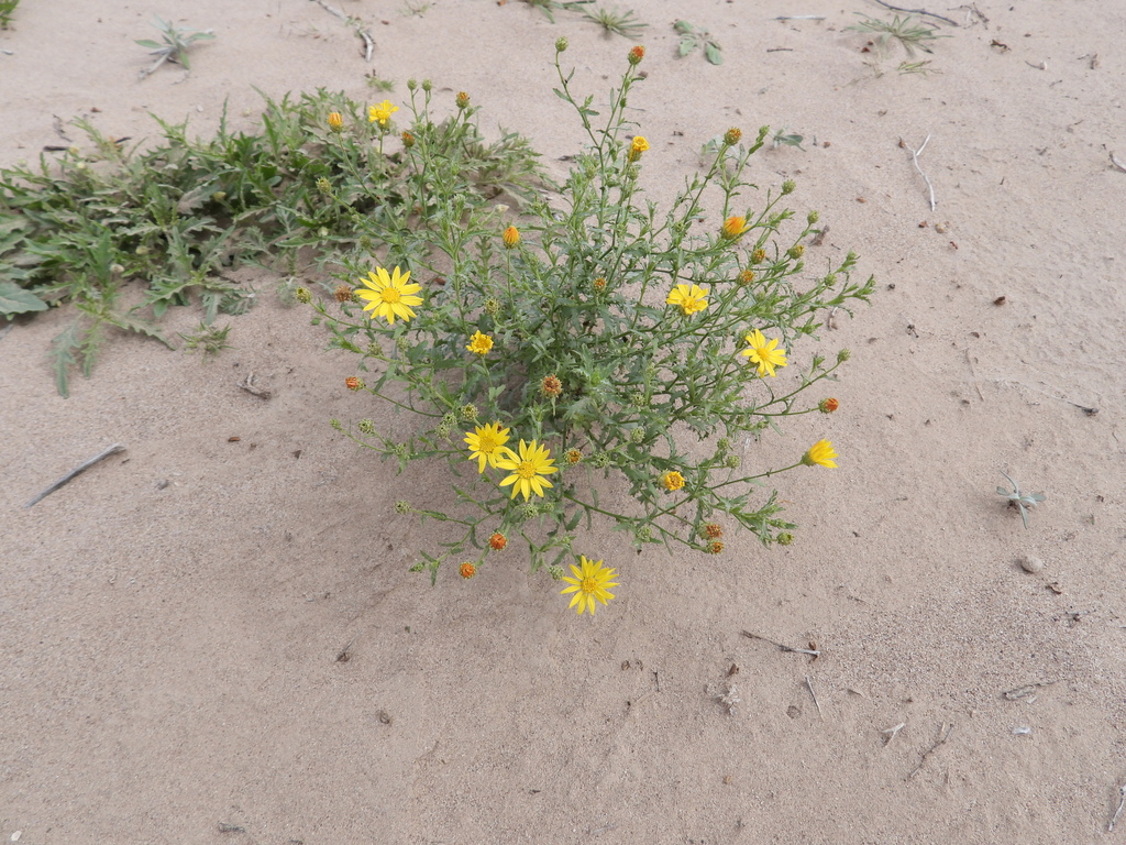 Spiny Goldenweed from Dunas Tlahualilo, Dgo., México on December 2 ...