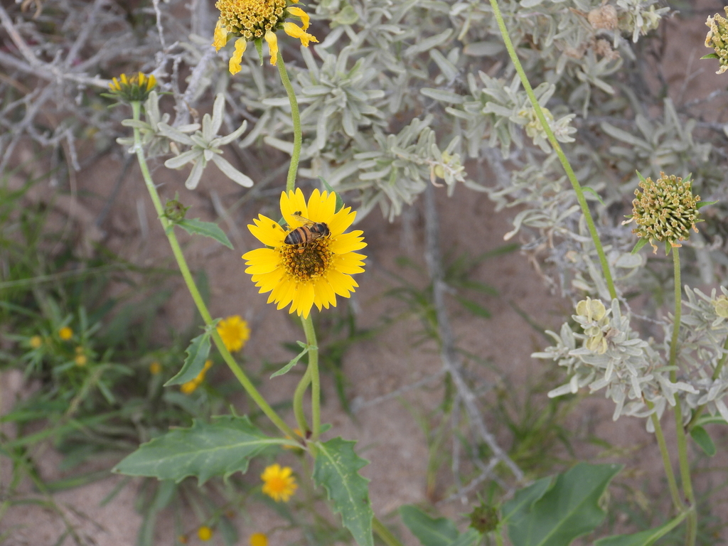 cowpen daisy from Dunas Tlahualilo, Dgo., México on December 2, 2023 at ...