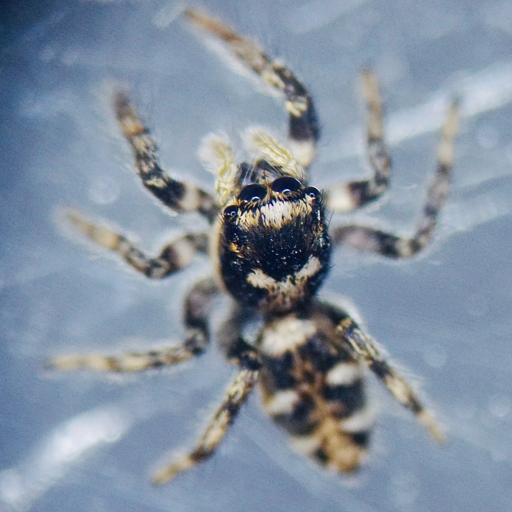 Zebra Jumping Spider from Green St, San Francisco, CA, US on January 22 ...