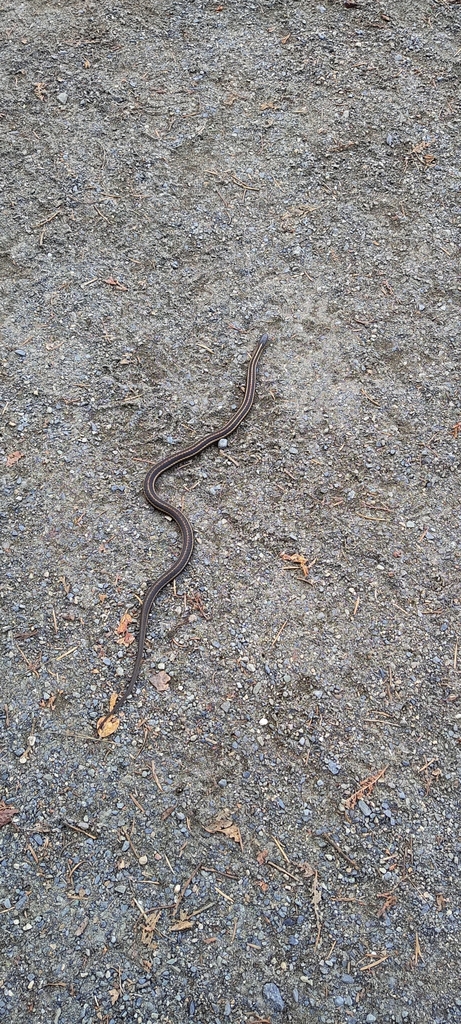 Northwestern Garter Snake from Lawton Park, Seattle, WA 98199, USA on ...