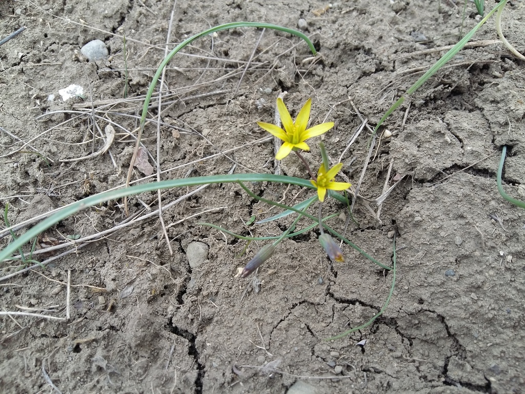 (Gagea chanae) - Botanical Realm
