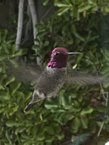 Anna's Hummingbird from Painted Desert Golf Club, Las Vegas, NV, US on ...