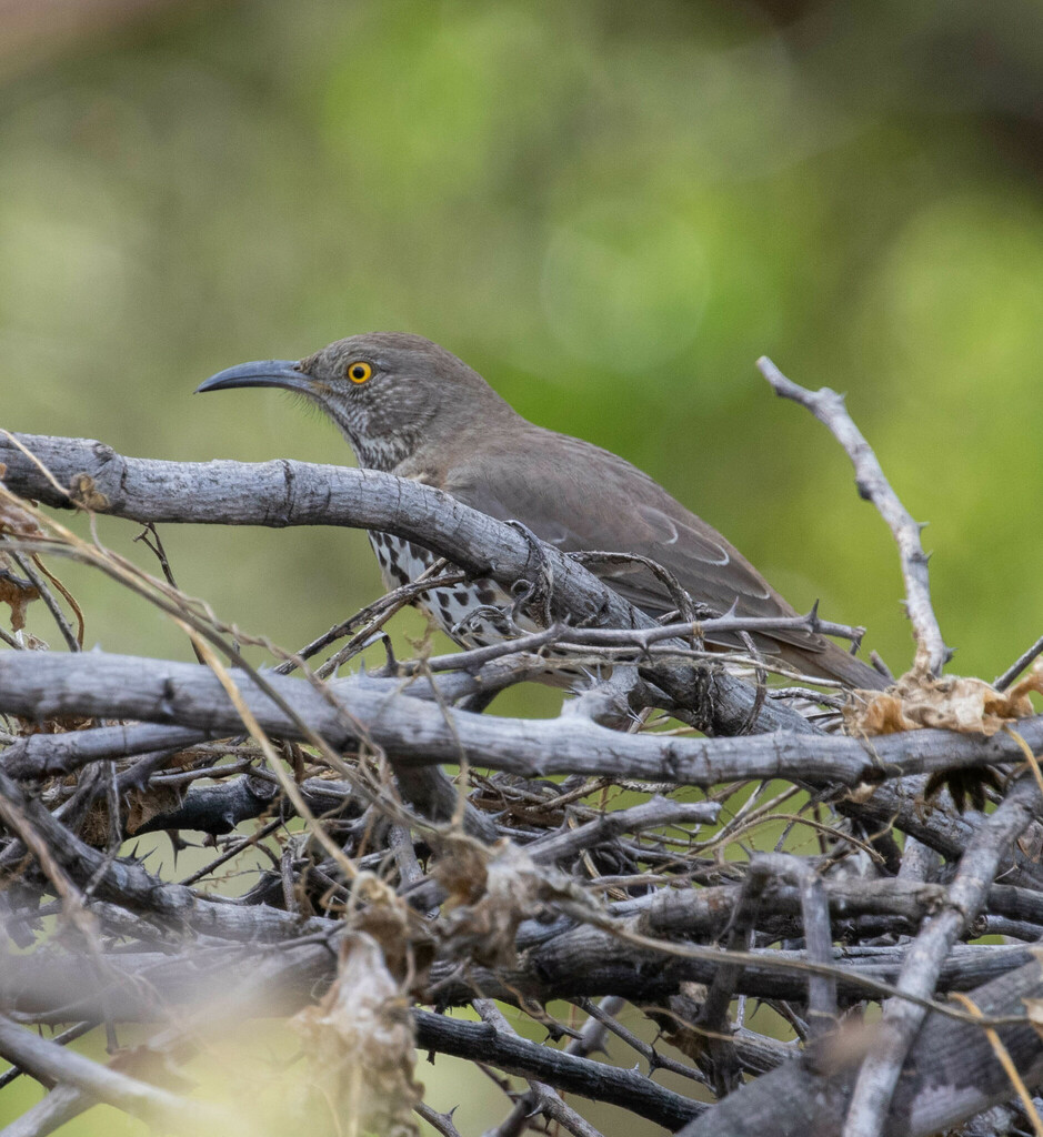 Gray Thrasher from La Paz, BCS, Mexico on January 16, 2024 at 10:19 AM ...