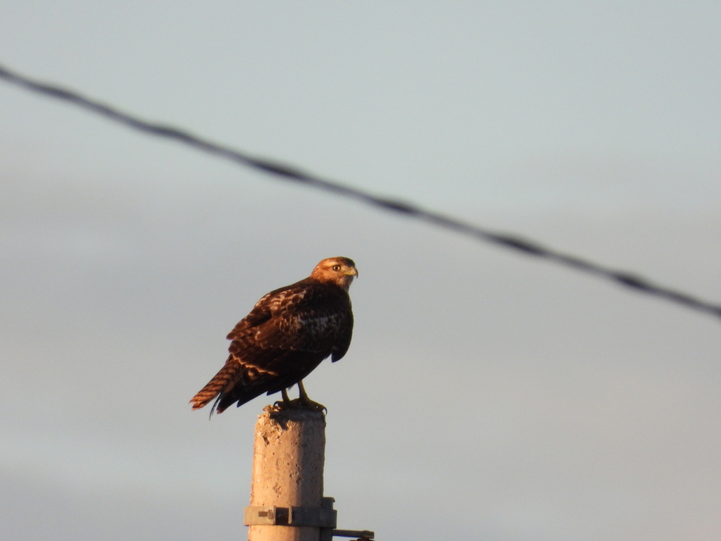Red-tailed Hawk from Cuencamé, Dgo., México on December 28, 2023 at 05: ...
