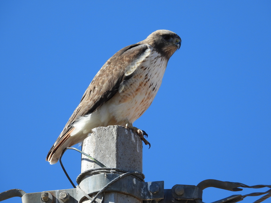Red-tailed Hawk from Cuencamé, Dgo., México on December 29, 2023 at 01: ...