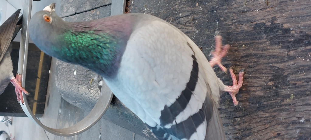 Feral Pigeon from Liverpool L1, UK on January 22, 2024 at 11:23 AM by ...
