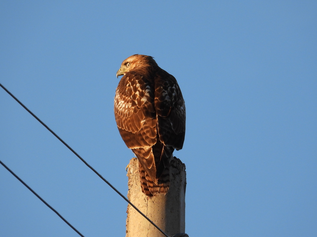 Red-tailed Hawk from Cuencamé, Dgo., México on December 28, 2023 at 05: ...