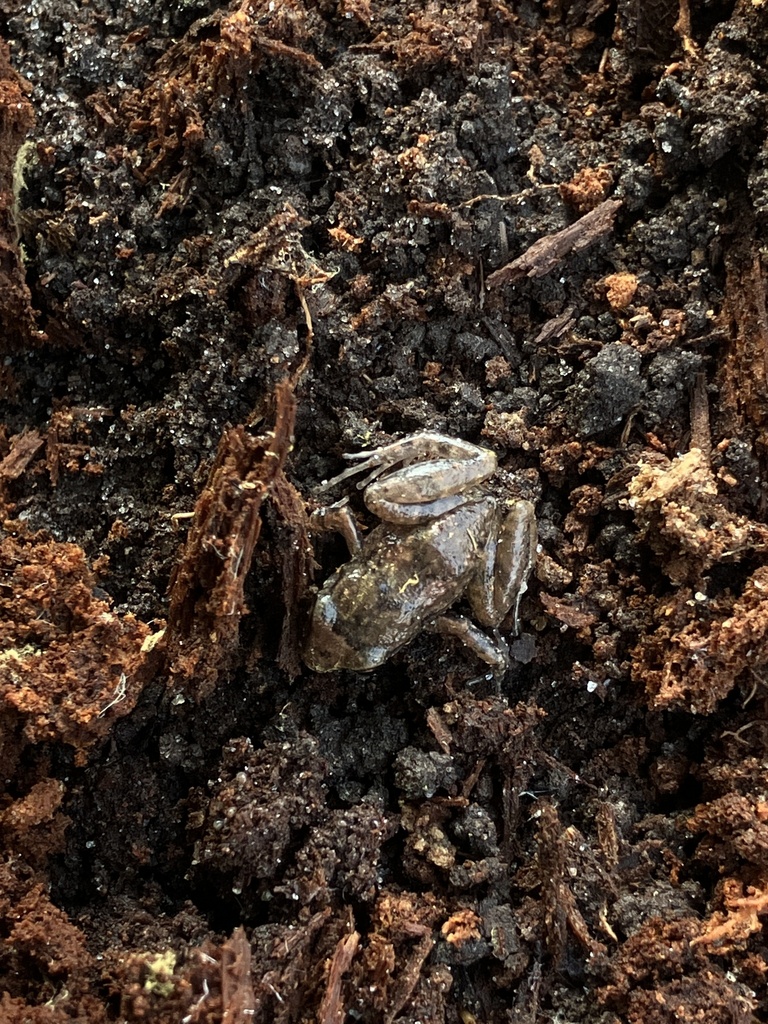 Greenhouse Frog from Three Rivers State Park, Sneads, FL, US on January ...