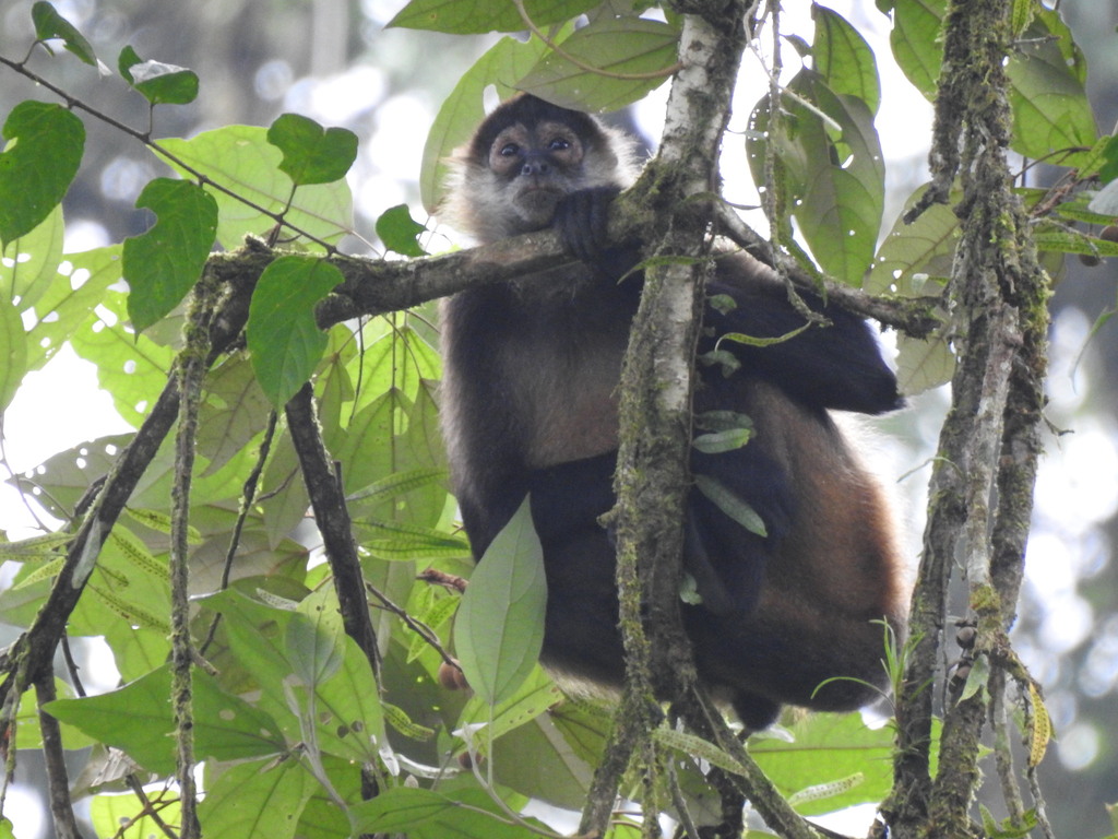 Central American Spider Monkey in January 2024 by Michelle Monge ...