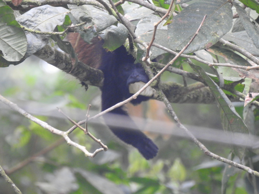 Saraguato de manto desde Limón, Guápiles, Costa Rica el 20 de enero de ...
