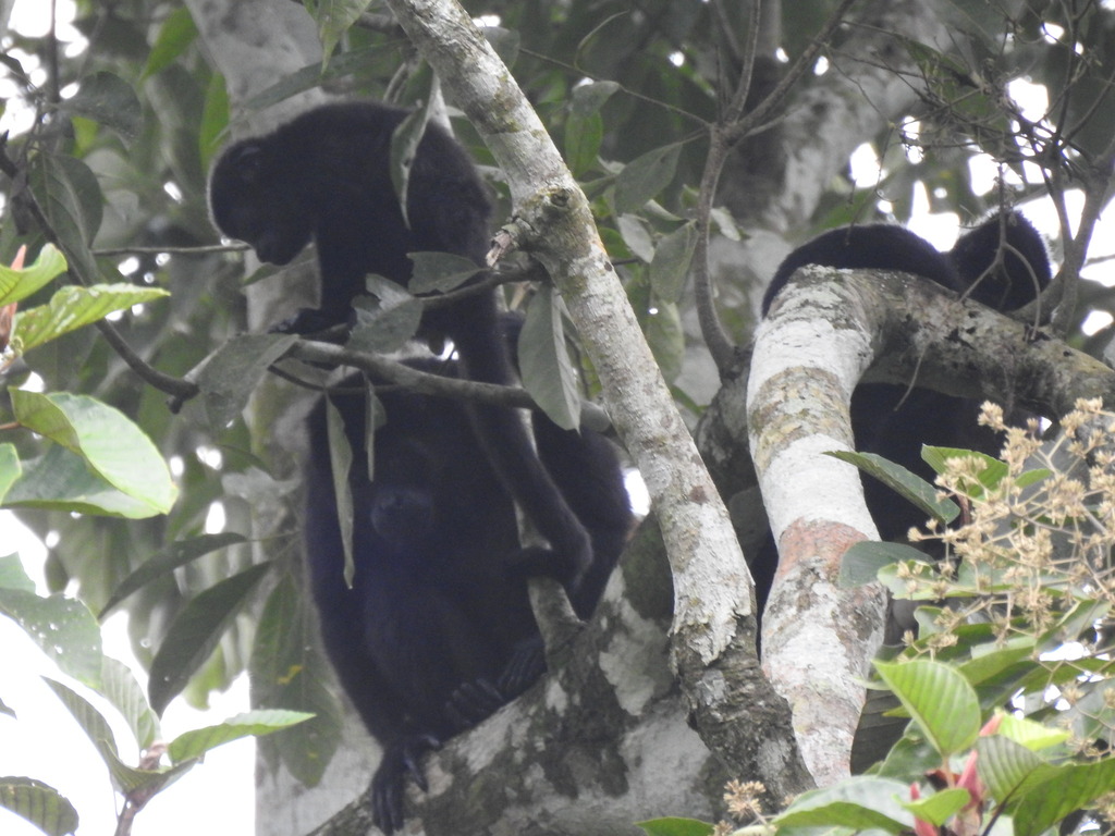 Saraguato de manto desde Heredia, Puerto Viejo, Costa Rica el 20 de ...
